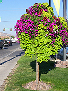 Post Topper flower containers - Garden Center