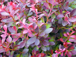 Connecticut nurseries to phase out 25 barberry cultivars - Garden Center