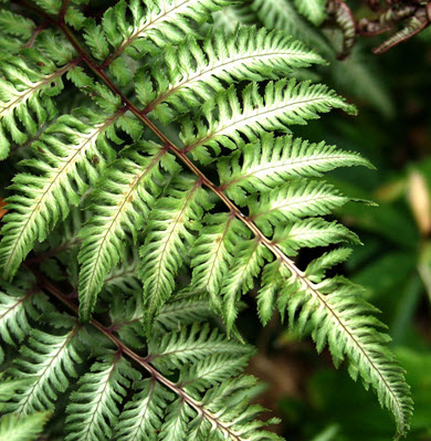 DNA mapping reveals non-native ferns in plant trade - Garden Center