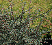Northern Borders variegated cotoneaster - Garden Center
