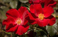 Proven Winners ColorChoice adds Home Run rose to lineup - Garden Center