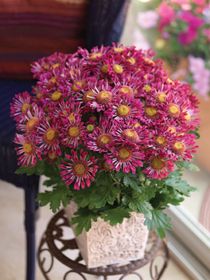 Mum, Aster & Fleurette catalog - Garden Center