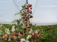 Crimson Night raspberries - Garden Center
