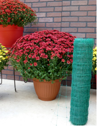 Mum Netting - Garden Center