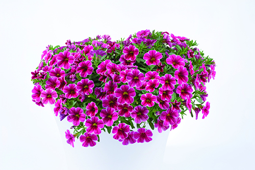 Calibrachoa 'Colibri' Cherry Lace - Garden Center