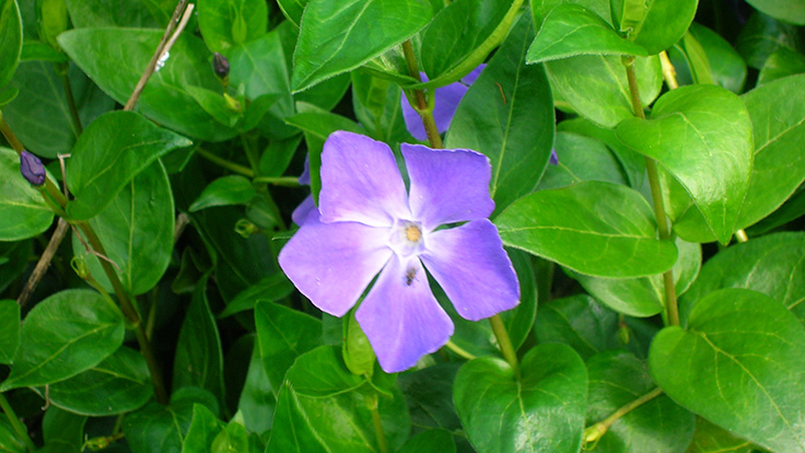 PlantRight releases 2016 list of California invasive plants - Garden Center