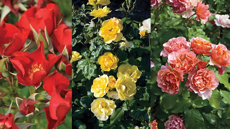 Star Roses and Plants wins three awards from the AGRS testing program ...