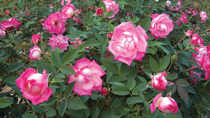 Star Roses and Plants wins seven awards from The A.R.T.S. program ...