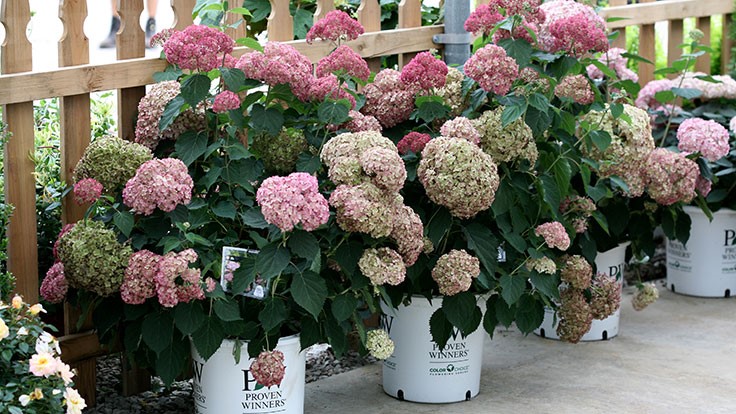 Invincibelle Spirit Campaign for a Cure hits $1 million raised for ...