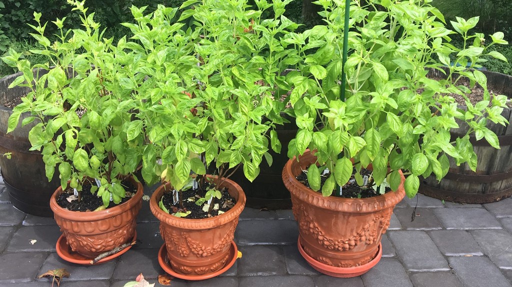 Four new Rutgers sweet basil varieties are available to home gardeners ...