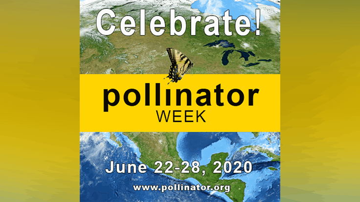 Celebrate National Pollinator Week - Garden Center