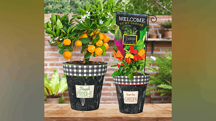 Studio M will launch hundreds of new products for 2021 - Garden Center