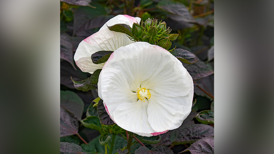 Everris offers new fertilizer - Garden Center