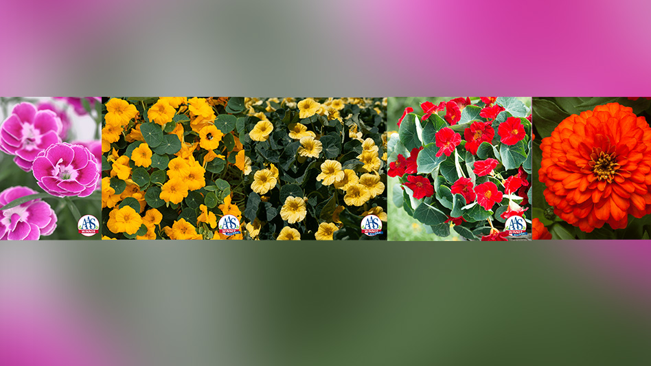 At Last rose - Garden Center