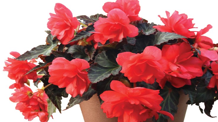 I’conia Brand (Begonia x hybrida) - Garden Center